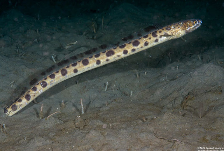 Rare Pacific Snake Eel spotted in Monterey Bay – SIMoN