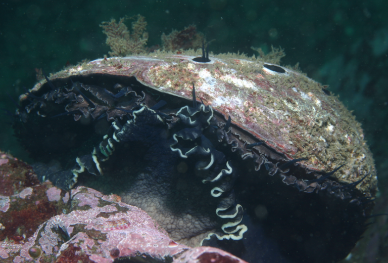 The Recreational Red Abalone Fishery to Remain Closed Until 2026 – SIMoN