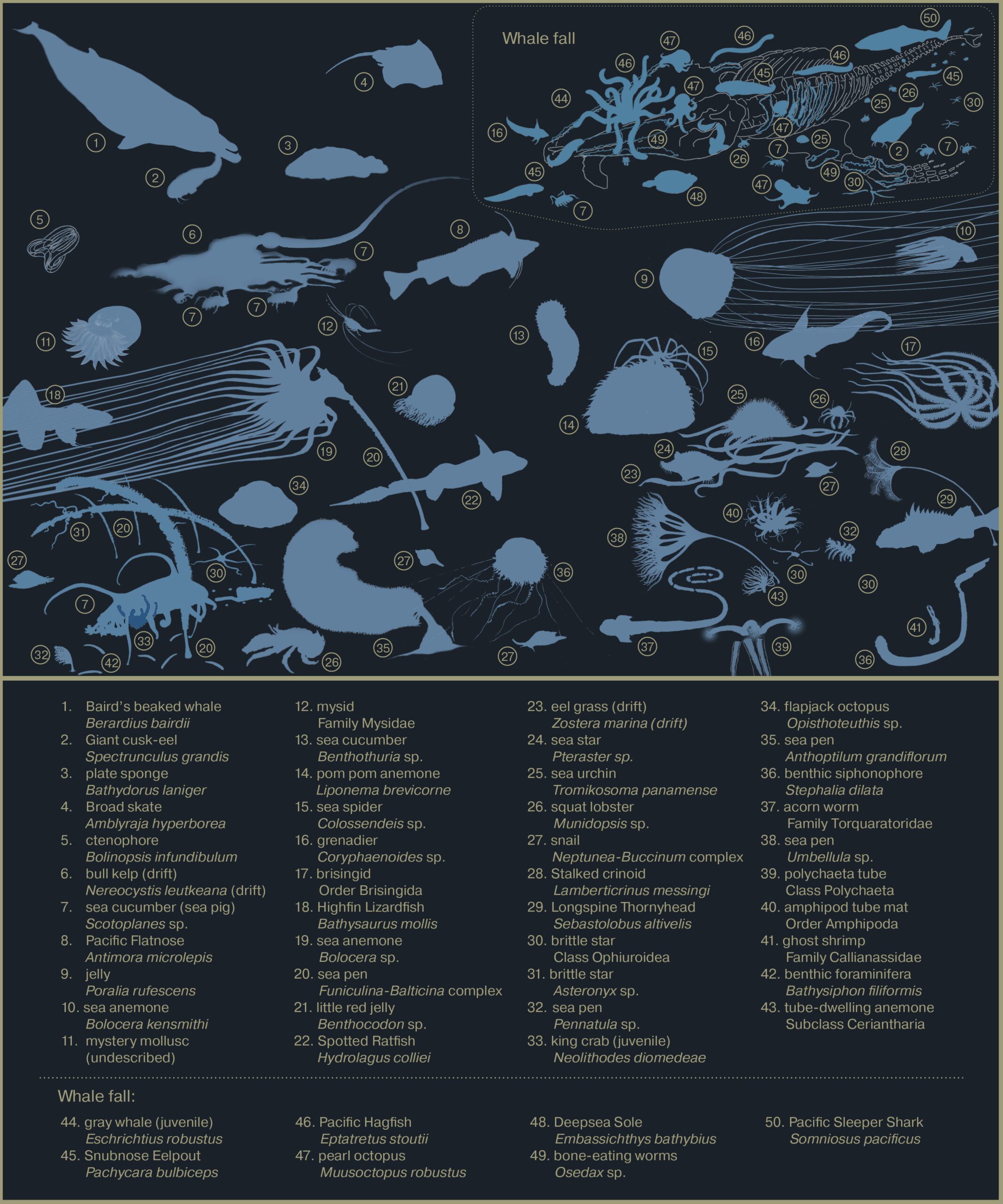Making a poster: Deep-Sea Life on the Soft Sea Floor – SIMoN